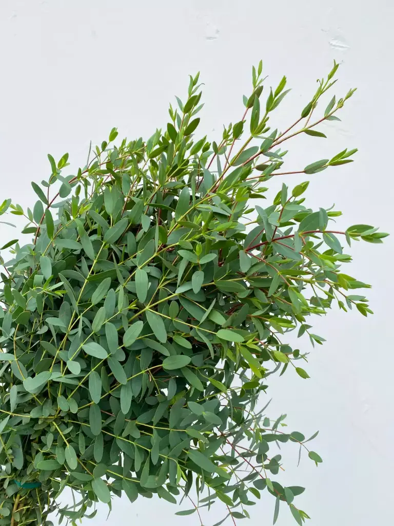 Greenery Eucalyptus Parvifolia | Savannah Flowers Corp